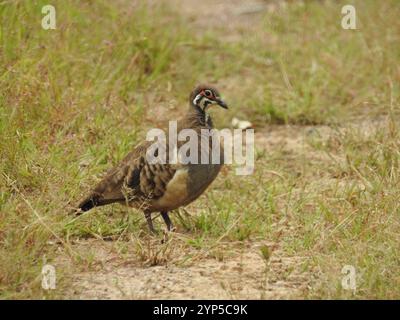 Northern Squatter Pigeon (Geophaps scripta peninsulae Stock Photo - Alamy