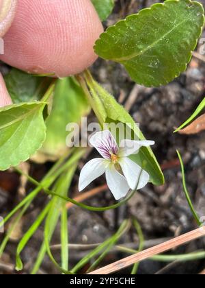 primrose-leaved violet (Viola primulifolia Stock Photo - Alamy