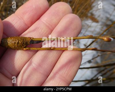 willow beaked-gall midge (Rabdophaga rigidae Stock Photo - Alamy