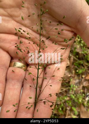 variable witchgrass (Dichanthelium commutatum Stock Photo - Alamy