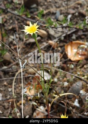 silverpuffs (Uropappus lindleyi Stock Photo - Alamy
