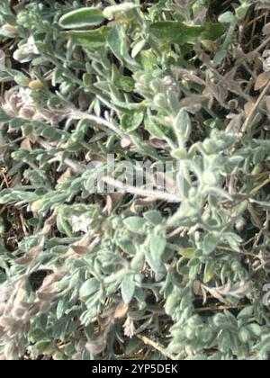 Alkali Weed (Cressa truxillensis Stock Photo - Alamy