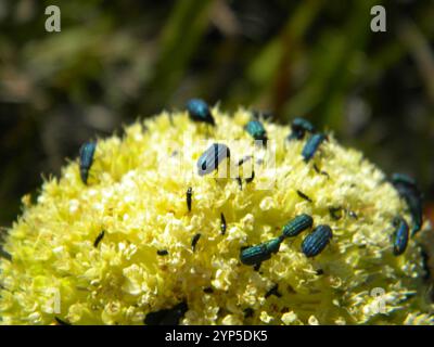 Groovewing Flower Beetles (Melyris Stock Photo - Alamy