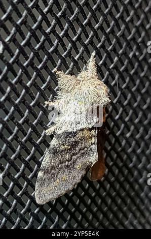 Banded Pebble Moth (Gluphisia severa Stock Photo - Alamy