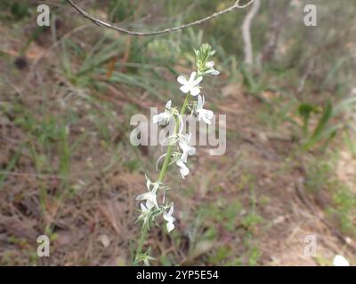 White Toadflax (Linaria chalepensis Stock Photo - Alamy