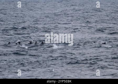 Hourglass Dolphin (Sagmatias cruciger Stock Photo - Alamy