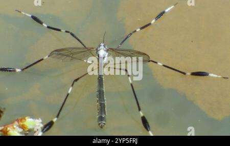 Eastern Phantom Crane Fly (Bittacomorpha clavipes Stock Photo - Alamy