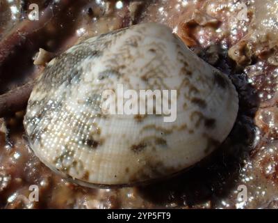 Japanese Littleneck (Ruditapes philippinarum Stock Photo - Alamy
