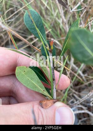 Locustberry (Byrsonima lucida Stock Photo - Alamy