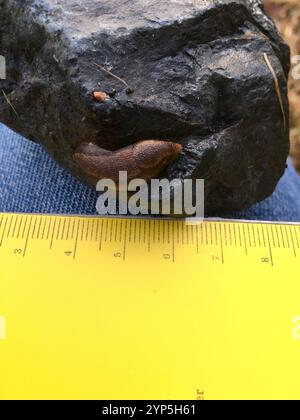 Western Dusky Slug (Arion subfuscus Stock Photo - Alamy