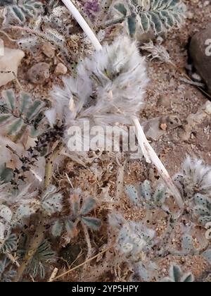 soft prairie clover (Dalea mollissima), Plantae, Santa Rosa and San ...