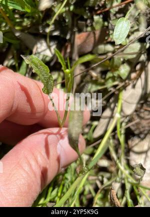 low spearwort (Ranunculus pusillus Stock Photo - Alamy