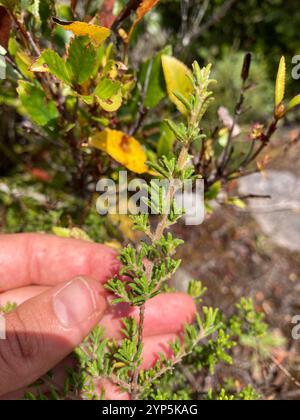 tauhinu (Pomaderris amoena Stock Photo - Alamy