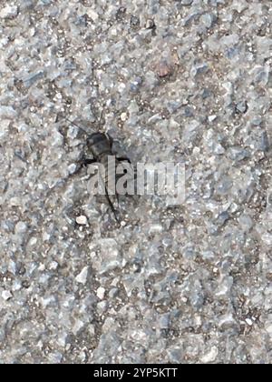 European Field Cricket (Gryllus campestris Stock Photo - Alamy