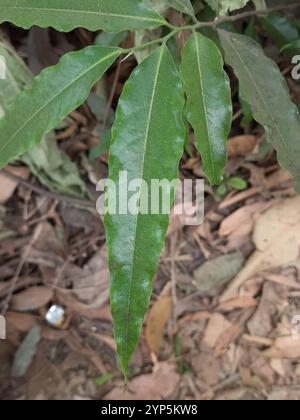 false ashoka (Monoon longifolium Stock Photo - Alamy