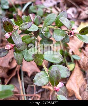 box huckleberry (Gaylussacia brachycera Stock Photo - Alamy
