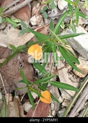 spade flower (Pigea stellarioides Stock Photo - Alamy