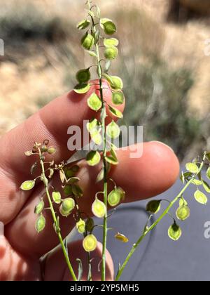sand fringepod (Thysanocarpus curvipes Stock Photo - Alamy