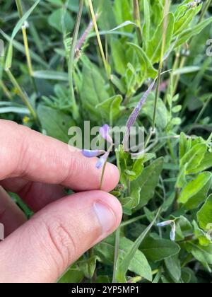 slender vetch (Vicia ludoviciana Stock Photo - Alamy
