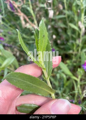 Great Valley gumweed (Grindelia camporum Stock Photo - Alamy