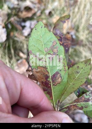 southern bayberry (Morella caroliniensis Stock Photo - Alamy