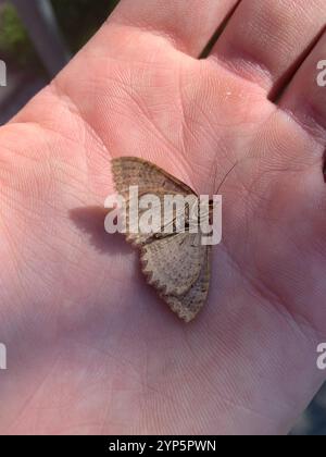 Tissue Moth (Triphosa haesitata Stock Photo - Alamy