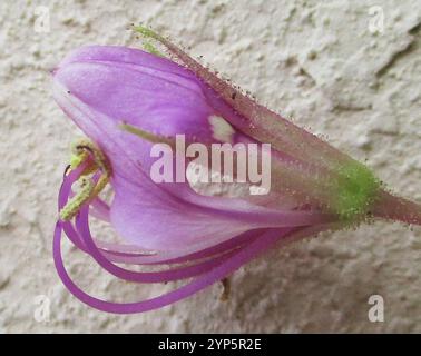 Pretty Lady (Cleome rubella Stock Photo - Alamy