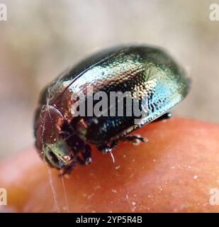 Willow Leaf Beetle (Plagiodera versicolora Stock Photo - Alamy