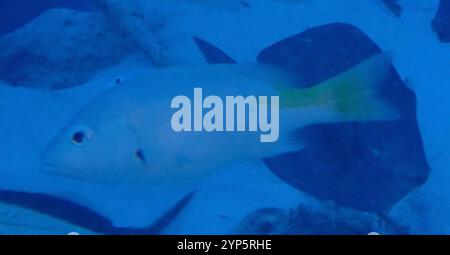 Blackfin Snapper (Lutjanus buccanella Stock Photo - Alamy