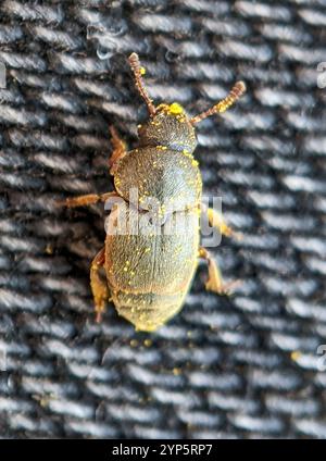 Short-winged Flower Beetles (Kateretidae Stock Photo - Alamy