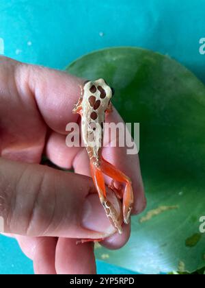 Reticulated Tree Frog (Dendropsophus reticulatus Stock Photo - Alamy
