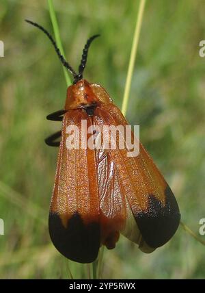 Netwing Beetles (Lycus Stock Photo - Alamy