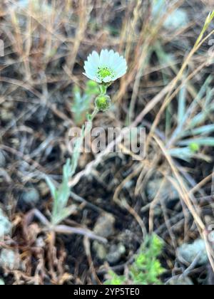 Woodrush tarweed (Hemizonia congesta luzulifolia Stock Photo - Alamy