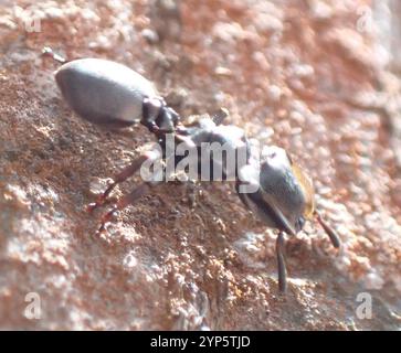 Turtle Ants (Cephalotes Stock Photo - Alamy