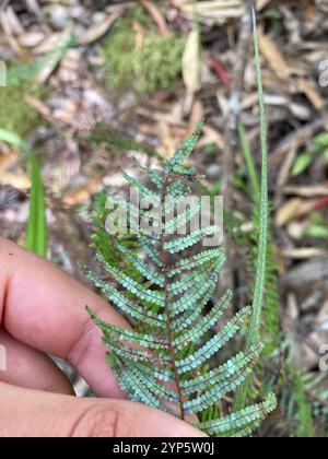 Pouched Coral Fern (Gleichenia dicarpa Stock Photo - Alamy