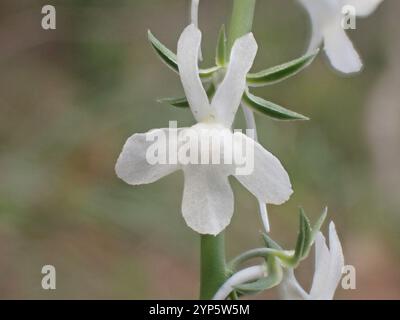 White Toadflax (Linaria chalepensis Stock Photo - Alamy