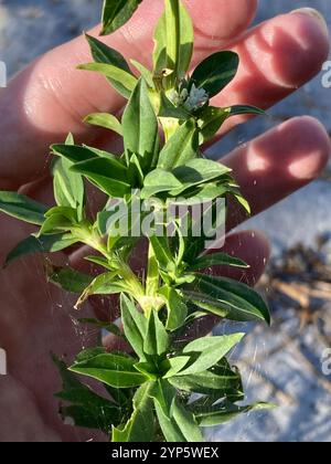 shrubby false buttonweed (Spermacoce verticillata Stock Photo - Alamy