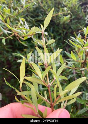 (Coprosma × cunninghamii Stock Photo - Alamy