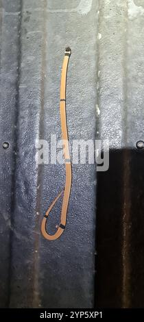 Ringed brown snake (Pseudonaja modesta) in outback, South Australia ...