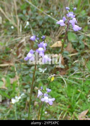 blue toadflax (Nuttallanthus canadensis Stock Photo - Alamy