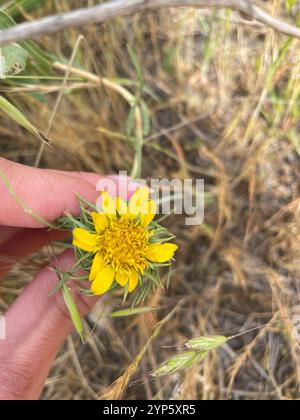 Great Valley gumweed (Grindelia camporum) Plantae Stock Photo - Alamy