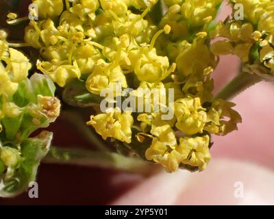 (Lomatium caruifolium caruifolium Stock Photo - Alamy