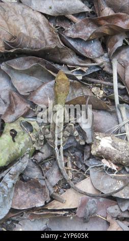 Greater Scaly Anole (Anolis tropidonotus Stock Photo - Alamy