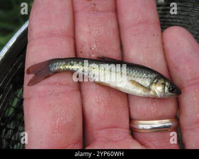 Brassy Minnow (Hybognathus hankinsoni Stock Photo - Alamy