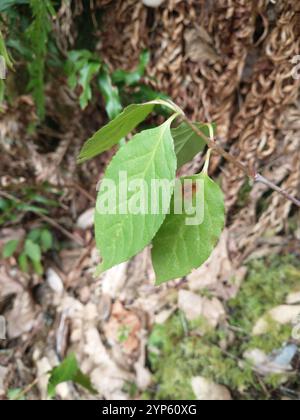 western burning bush (Euonymus occidentalis Stock Photo - Alamy