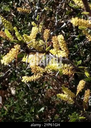 Blackbrush Acacia (Vachellia rigidula Stock Photo - Alamy