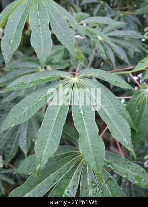 hardy tapioca (Manihot grahamii Stock Photo - Alamy