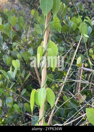 white twinevine (Funastrum clausum Stock Photo - Alamy