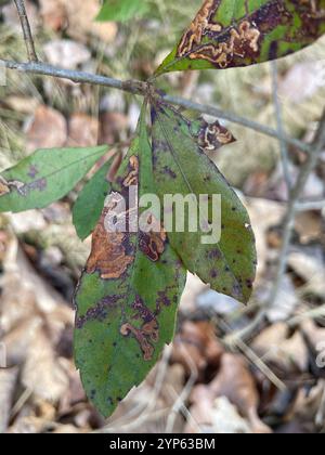 southern bayberry (Morella caroliniensis Stock Photo - Alamy