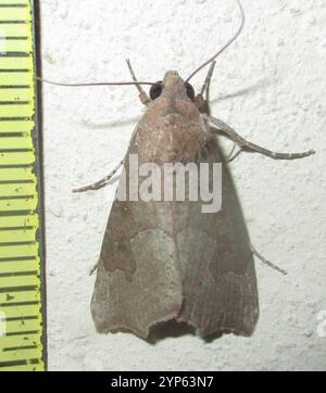 Angled Gem (Anomis sabulifera Stock Photo - Alamy